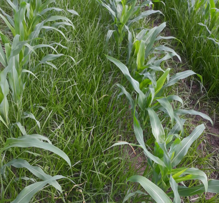 Hoe houd ik knolcyperus onder controle op mijn perceel? - PVL